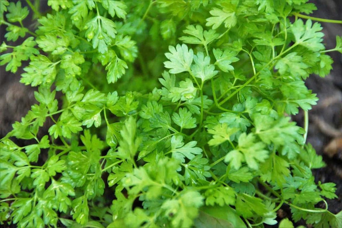 All About Chervil and Substitute - What Is Chervil?