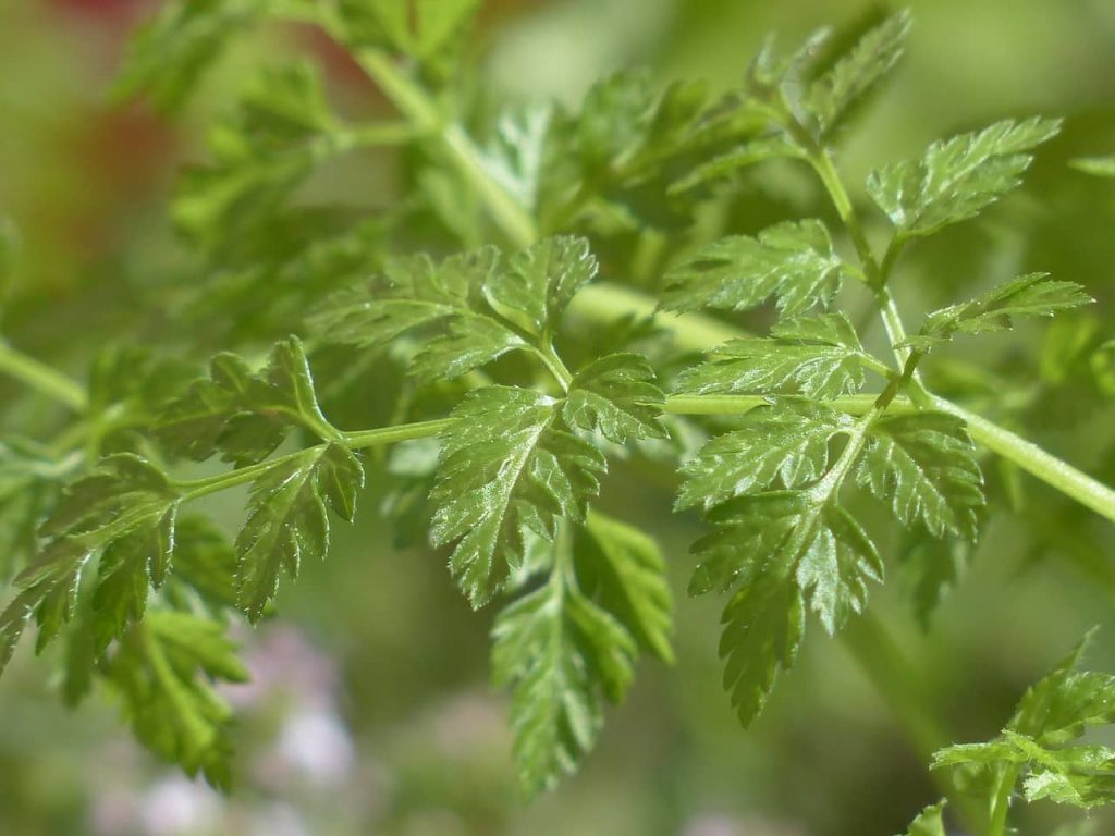 All About Chervil and Substitute - What Is Chervil?